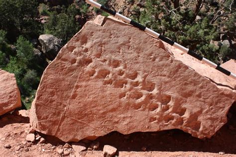 Where To Find Dinosaur Tracks And Fossils In Arizona Photos