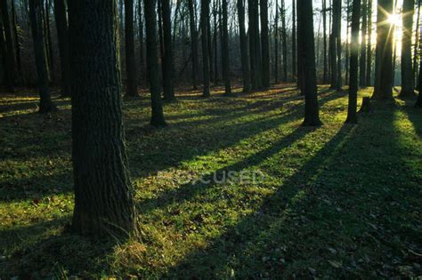Forest Trees Casting Shadows Remote River Stock Photo 163010644