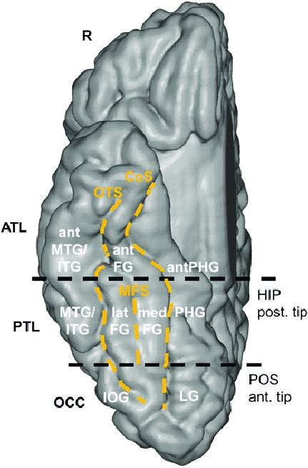fig s2 schematic representation of the parcellation scheme used to