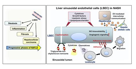 Hepatocytes Sinusoids