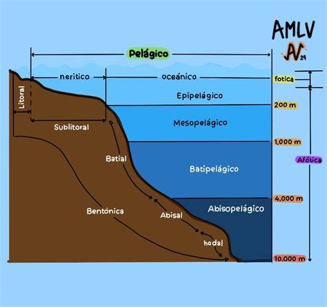 Esquema De Ambientes Marinos