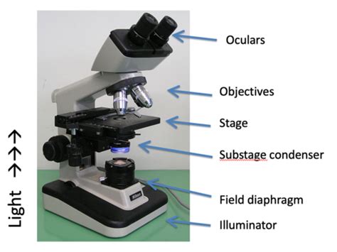 Microscope Technique Flashcards Quizlet