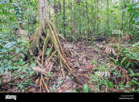Prop Roots Hi Res Stock Photography And Images Alamy