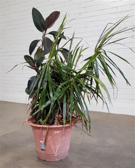 Lot Potted Rubber Plant H134cm