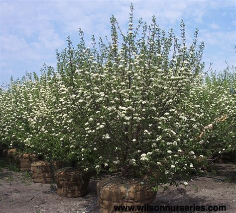 Blackhaw Viburnum Large Shrub With White Flowers Garden Landscaping