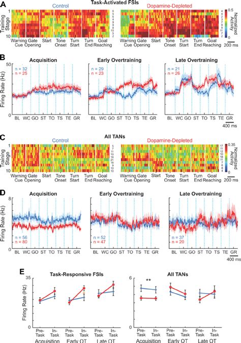 Effects Of Dopamine Depletion On Activity Of Striatal Interneurons A Download Scientific