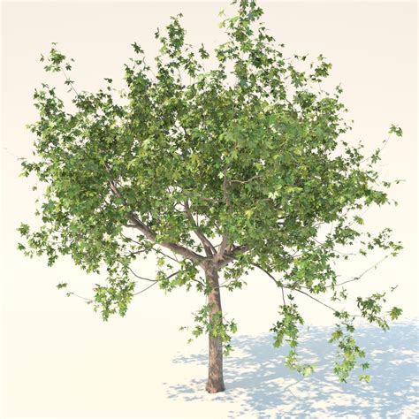 3d Maple Model Turbosquid 1720519