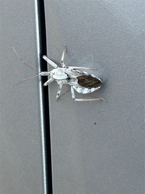 Oklahoma City Oklahoma Area Whats This Bug Closest Thing I Found