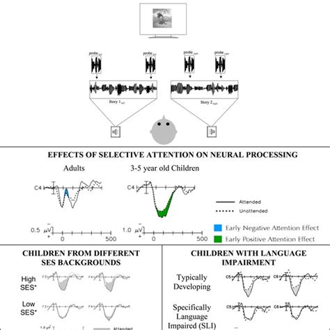 Pdf The Role Of Selective Attention On Academic Foundations A Cognitive Neuroscience Perspective