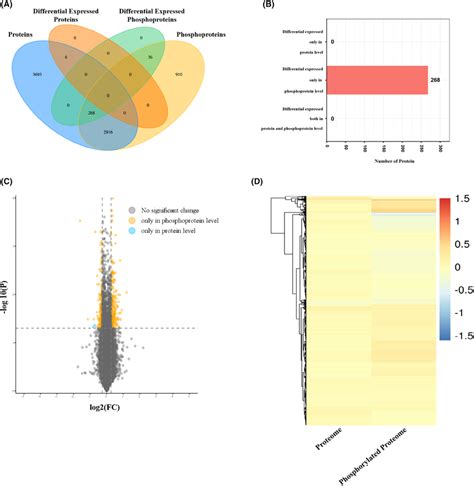 Combination Of Proteomics And Phosphorylated Proteomics Analysis A