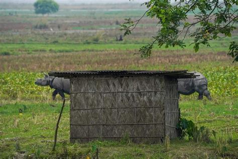 Dr Deba Dutta On Linkedin Wildlifemagic Assam