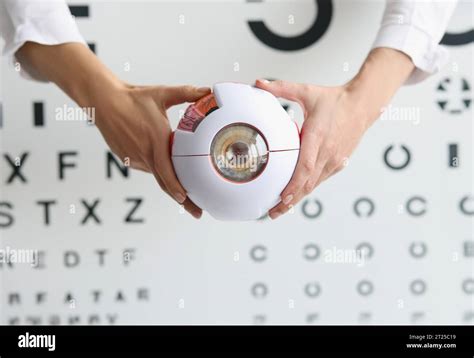 ophthalmologist doctor holding part of eye model oculus sample