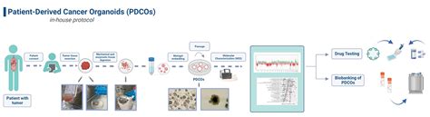 Patient Derived Cancer Organoid Pdco Organo Id