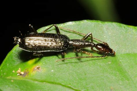 Arboreal Ground Beetle Agra Sp Carabidae Harpalinae Photo