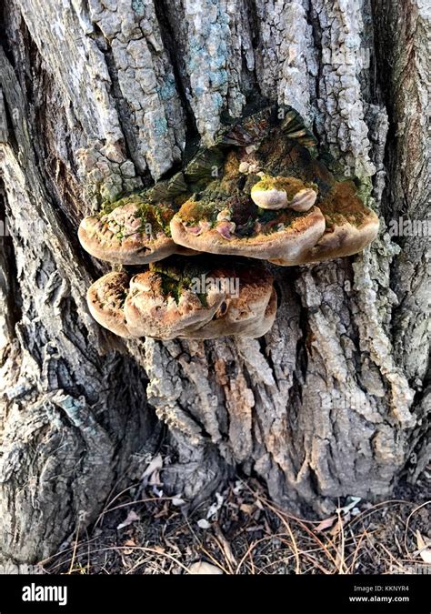 Tree Fungus On Trunk Stock Photo Alamy