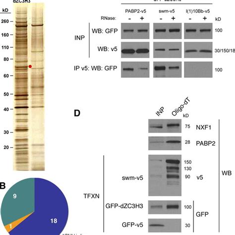 Dzc3h3 Interacts In A Complex Of Export Factors And With Polya Rna