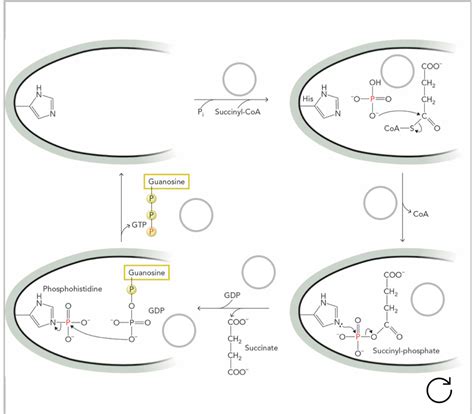 Solved The Succinyl Coa Synthetase Reaction Involves A