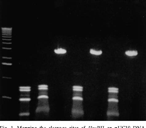 Type Ii Restriction Endonucleases From Helicobacter Pylori Include An Enzyme With A Novel