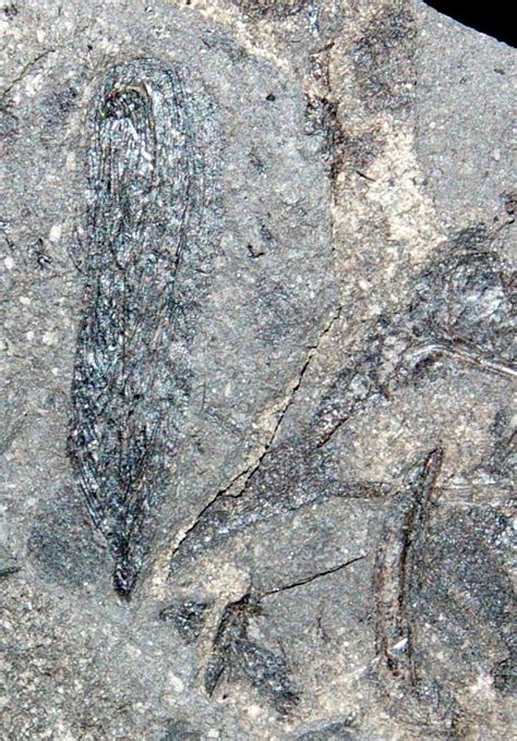 Best Feather Fossils Member Collections The Fossil Forum