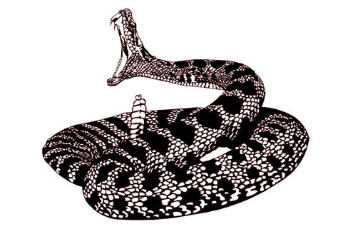 Rattlesnake Vector File Etsy