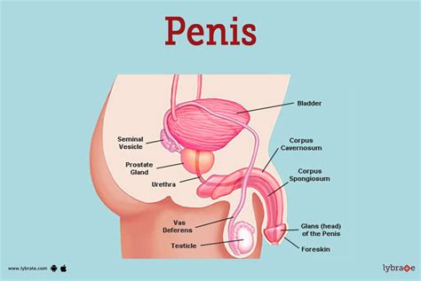 Penis Male Anatomy Diagram Function Diseases And More