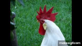 Rooster Crowing In The Morning On Make A 