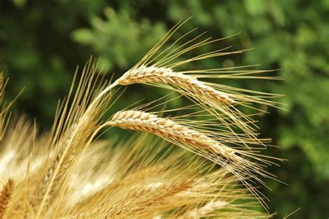 「gerste」の写真素材 18 207件の無料イラスト画像 Adobe Stock