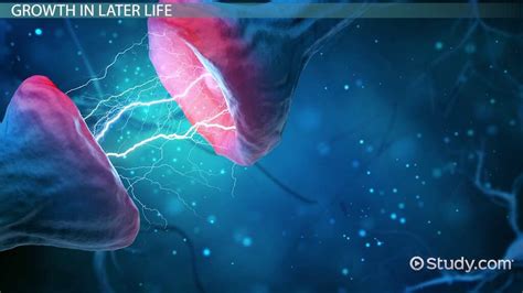 Synaptogenesis Overview Definition And Phases Video