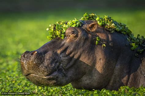Wildlifes Funniest Moments How Laughter Is Helping Save Nature