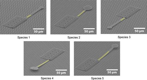 figure 2 from planar microassembly by parallel actuation of mems