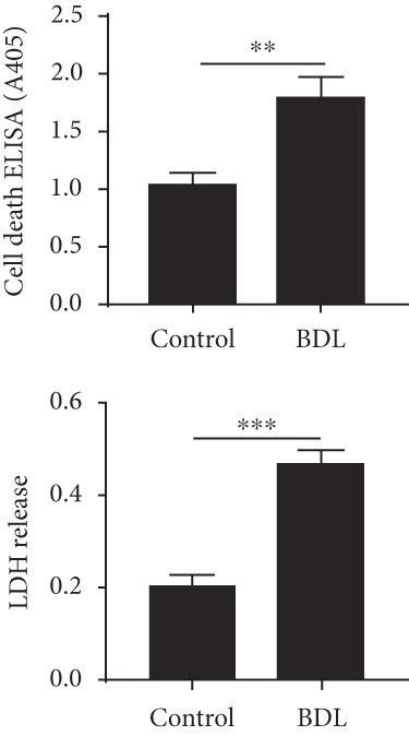 The Bdl Mice Model Shows Alteration Of Biological Pathways Identified Download Scientific