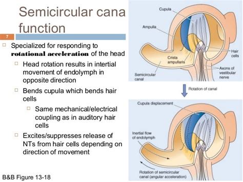 The Vestibular System