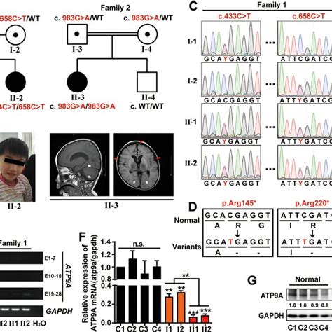 Pedigrees Genetic Testing And Identification Of Atp9a Download