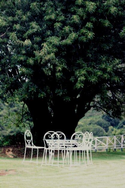 Premium Photo Trees On Grass