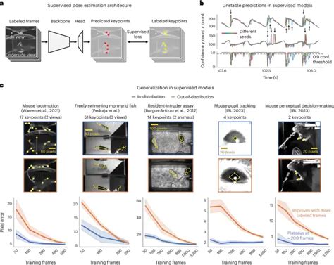 Lightning Pose Improved Animal Pose Estimation Vi Ainave