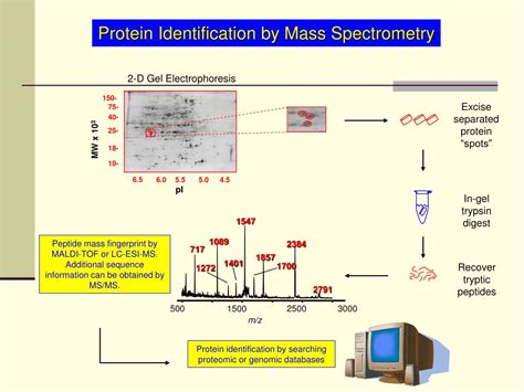 Ppt Mass Spectrometry Based Methods For Protein Identification Powerpoint Presentation Id