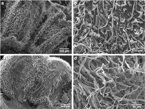 Sem Analysis Showing The Internal Structure Of The Raspberry Fruit Download Scientific Diagram