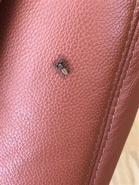 A Jumpy Spider Rspiderid