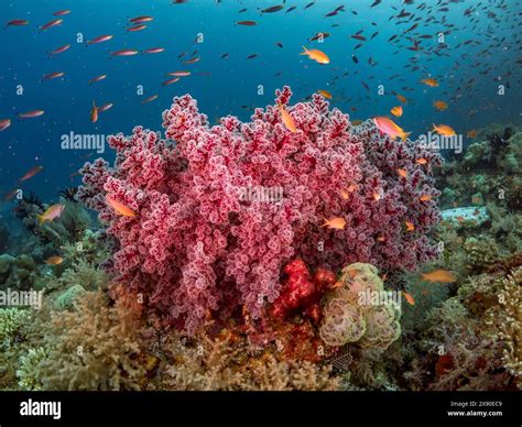 Beautiful Soft Corals And Fish While Diving At Misool Island Raja