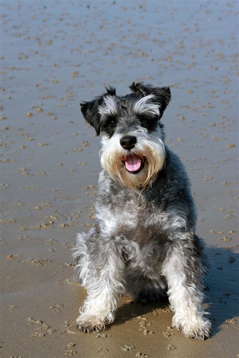 Free Images Beach Coast Sand Puppy Animal Canine Photo Seaside