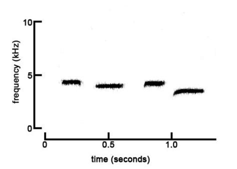 Ornithology Lab Quizzes Flashcards Quizlet