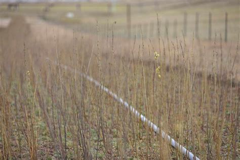 “Тэрбум мод” үндэсний хөдөлгөөн эхэлснээс хойш “Эрдэнэт үйлдвэр” ТӨҮГ 3 4 сая мод тарьжээ
