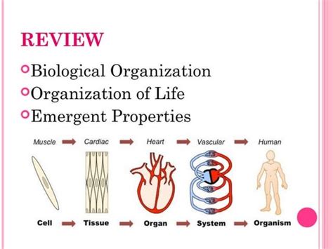 Types Of Animal Tissues Class 9 Ppt