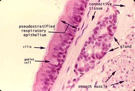 Ciliated Pseudostratified Columnar Epithelium Trachea