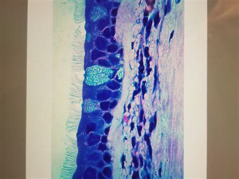 Biology 108 Epithelial Cells Flashcards Quizlet