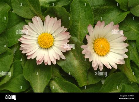 Daisy Leaf