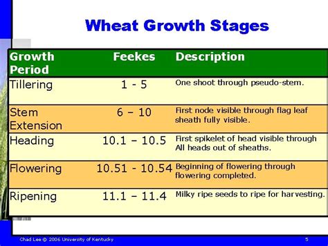 Wheat Growth And Development Presentation By Chad Lee