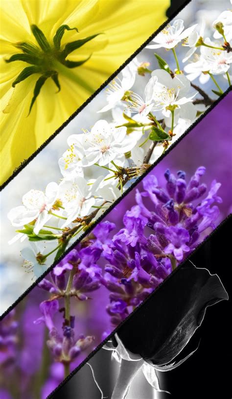 Non Binary Wallpapers Wallpaper Cave