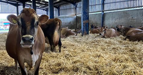 Forfarmers Uk Understanding Cow Behaviour