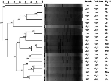 Cluster Analysis With Similarity Values And Dgge Banding Patterns Download Scientific